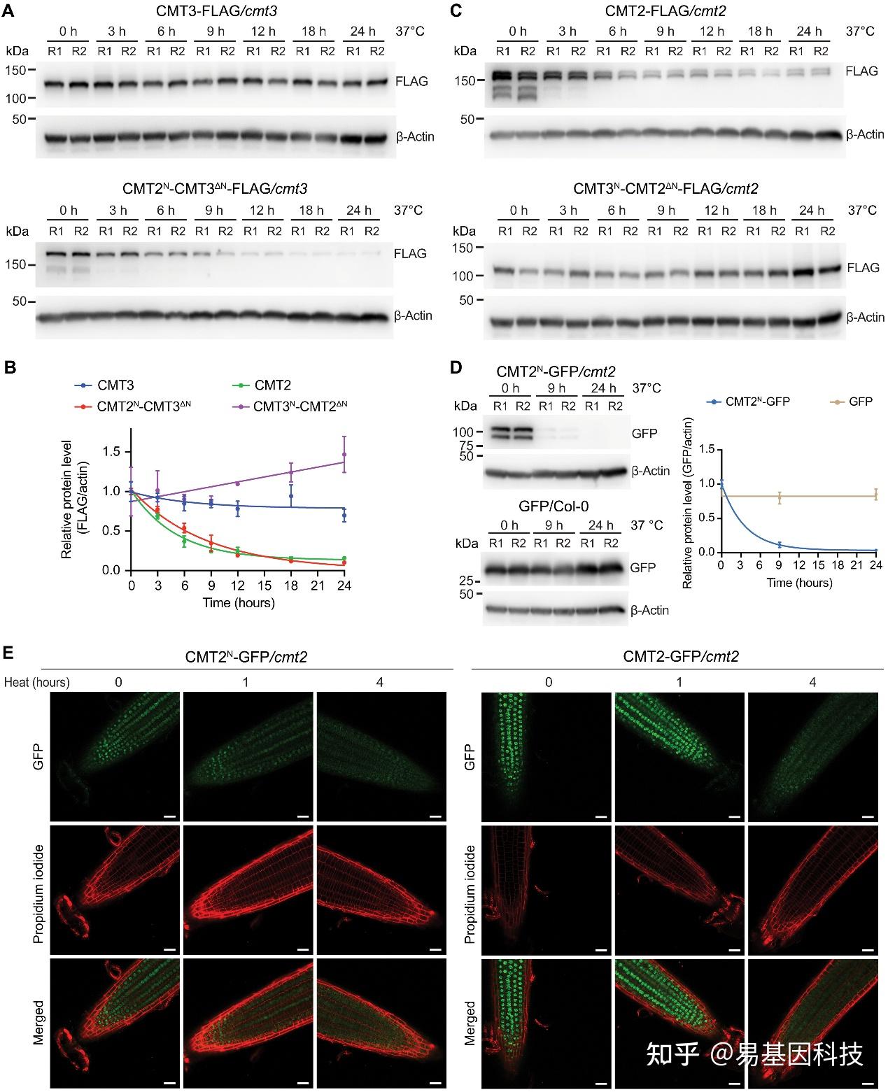 易基因：河大蒋建军教授BS-seq揭示底物特异性和蛋白稳定性促进植物特异性DNA甲基转移酶分化｜Sci Adv - 深圳市易基因科技 - 博客园