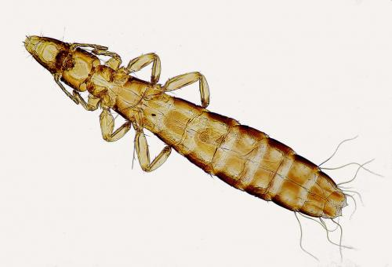 自然界有哪些奇特的寄生生物？ - 知乎