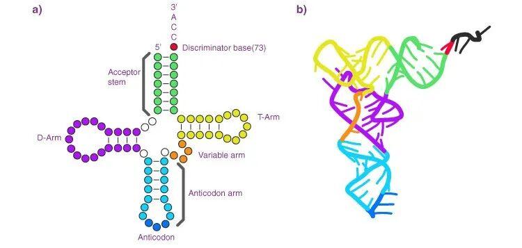 RNA药物全面解析：从ASO、mRNA、siRNA到环状RNA、CRISPR-gRNA的机制与应用