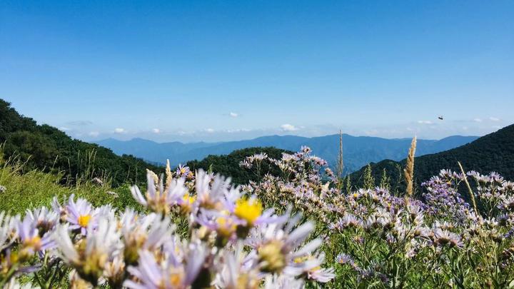 多模态对比学习LIMoE: 图像-语言的混合专家 - 知乎