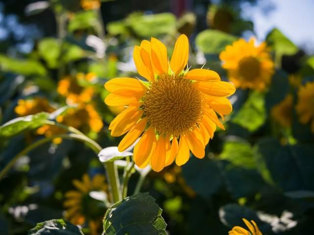 极致画质体验 哈苏X2D II 100C评测 - 知乎