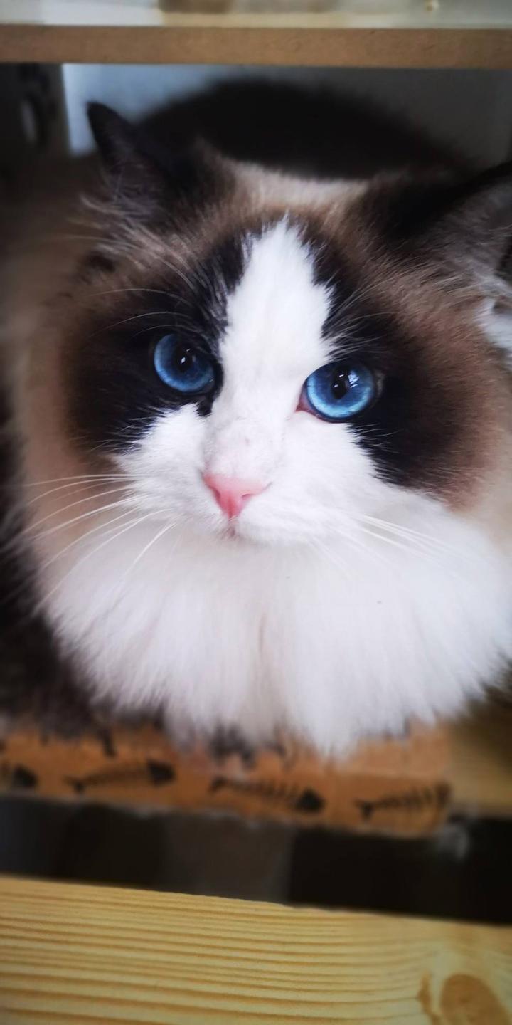 猫乱尿怎么办 知乎