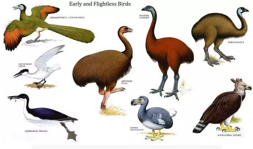 Why Can’t Some Birds Fly? - 知乎