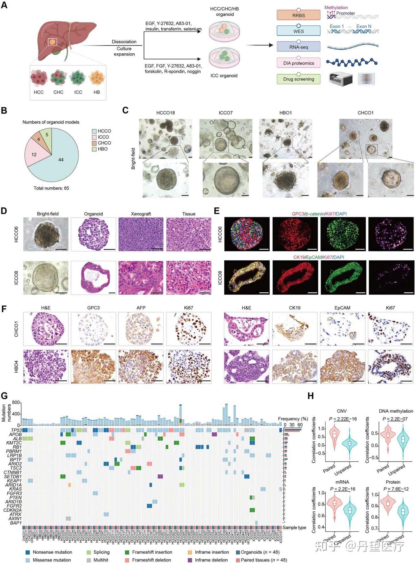 单细胞测序与类器官的美丽邂逅，造就高水平的科研产出（下篇） - 知乎