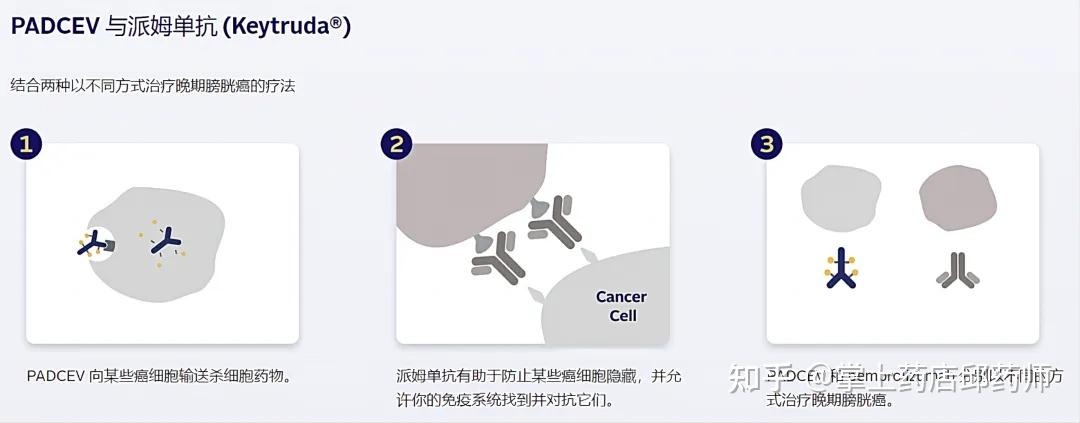 维恩妥尤单抗（恩诺单抗，备思复，EV）单药/联合K药为Nectin-4靶点尿路上皮癌（UC）患者带来新策略！国内已上市 - 知乎