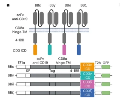 颠覆CAR-T的底层设计——CD3链的选择 - 知乎