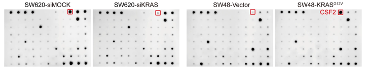 Signal Transduct Target Ther（IF：18.2）|RayBio助力探索结直肠癌精准治疗新靶点 - 知乎