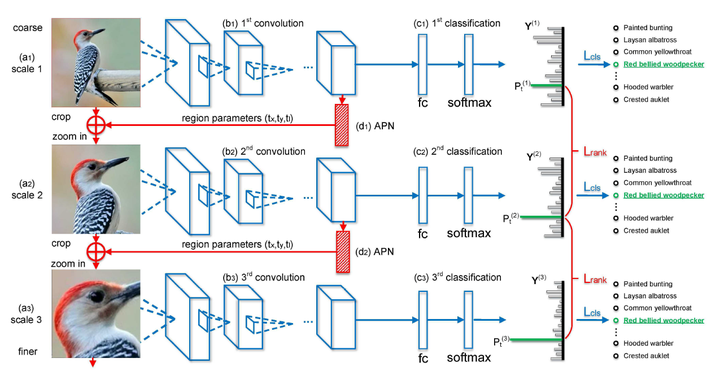 CVPR2017｜Recurrent Attention CNN for FGVC：RA-CNN - 知乎
