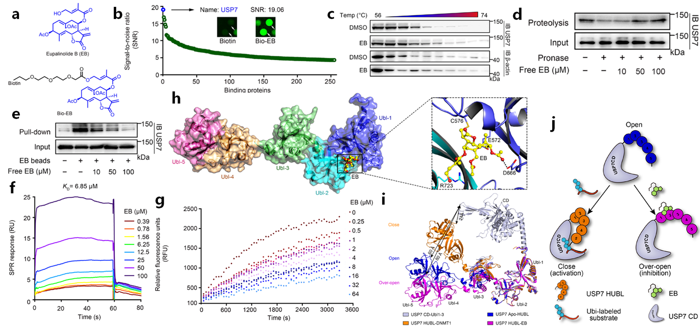 《Adv Sci》解读：HuProt™蛋白芯片筛选中药单体下游靶点！野马追内酯靶向USP7抑制神经炎症，用于治疗神经退行性疾病 - 知乎