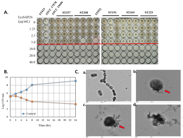 LysSAP26：一种新型广谱抗菌的重组噬菌体溶菌素 - 知乎