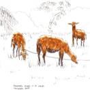 混池测序(Pool-Seq)Fst分析 - 知乎