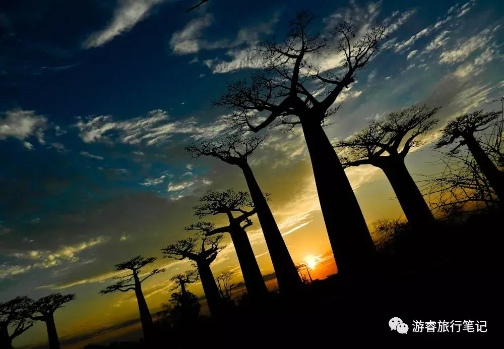 只是为了日出日落，你会来这个猴面包树大道吗 - 知乎