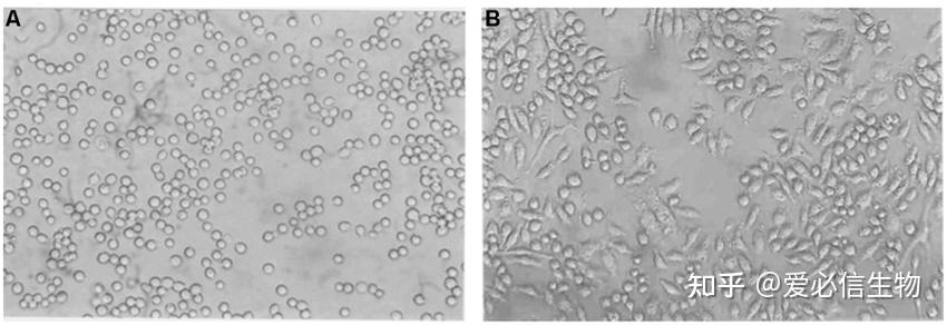 THP-1分化成巨噬细胞诱导攻略 - 知乎