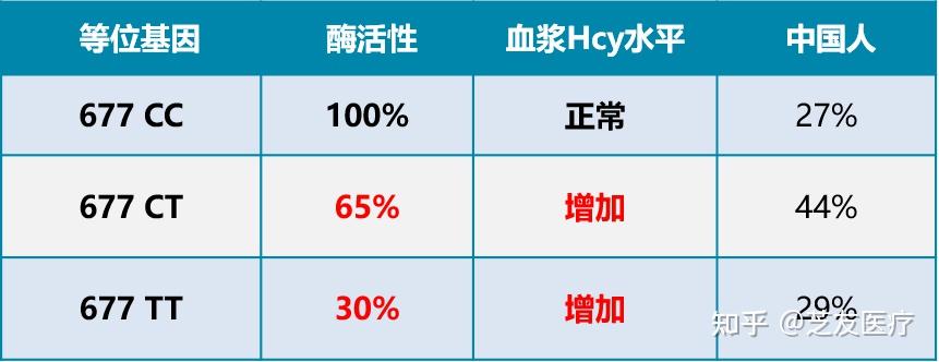 MTHFR C677T基因是什么？ - 知乎