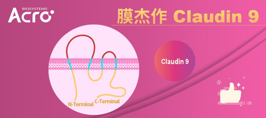 “膜杰作”Claudin新品 | 高纯度Claudin 9蛋白现货发售！ - 知乎