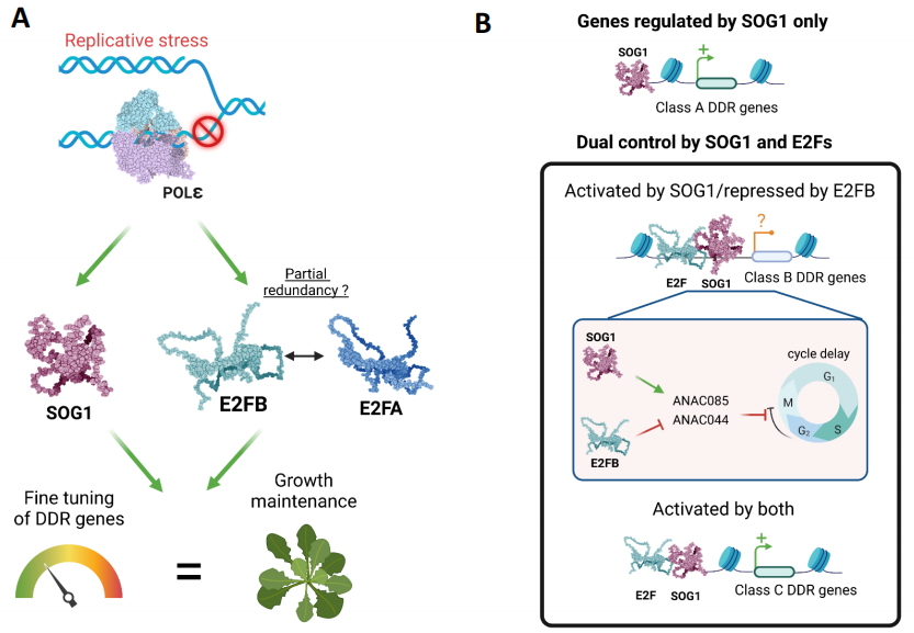 Molecular Plant | ChIP-seq+RNA-seq解析E2F转录因子在植物复制胁迫响应中的独特和互补作用 - 知乎