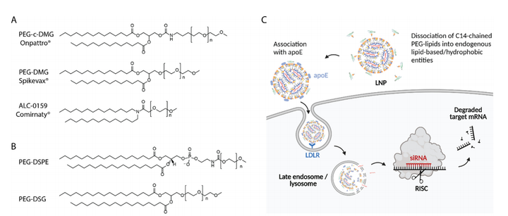LNP中PEG脂质的作用 - 知乎