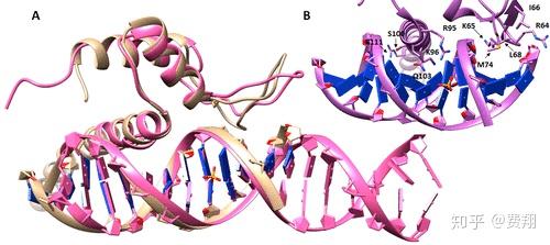【JMC】TEAD靶点综述 - 知乎