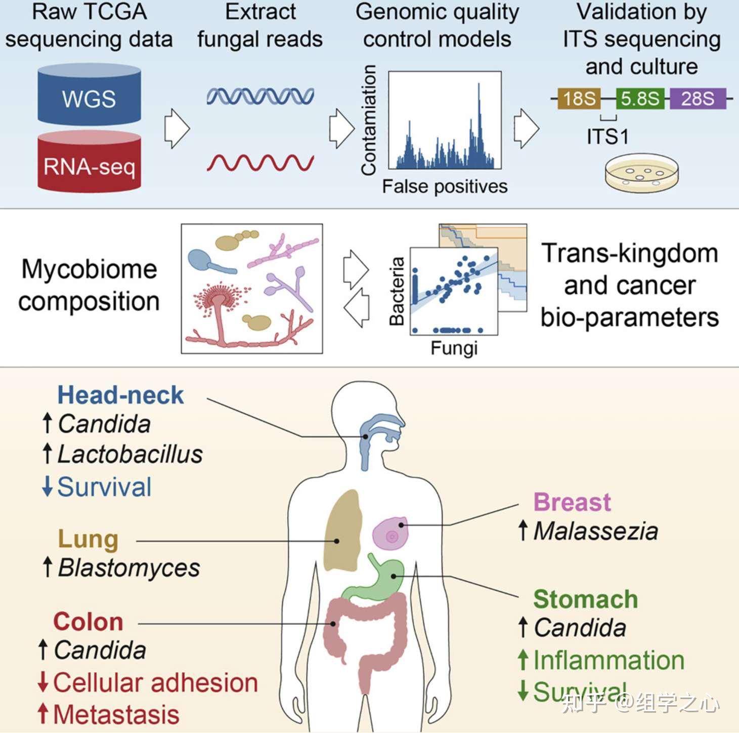 Cancer Commun (Lond) | 从分子图谱到精准医疗：泛癌研究如何重塑癌症诊疗新范式 - 知乎
