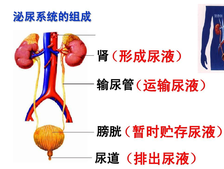 科普知识一：泌尿系统的构成及尿液的形成过程 知乎
