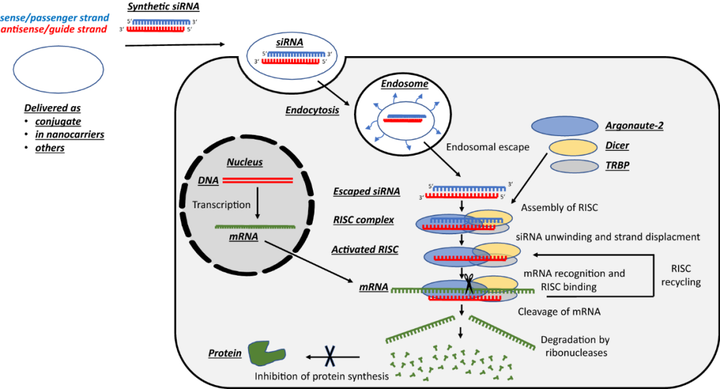 治疗性siRNA：最新进展和未来前景 - 知乎