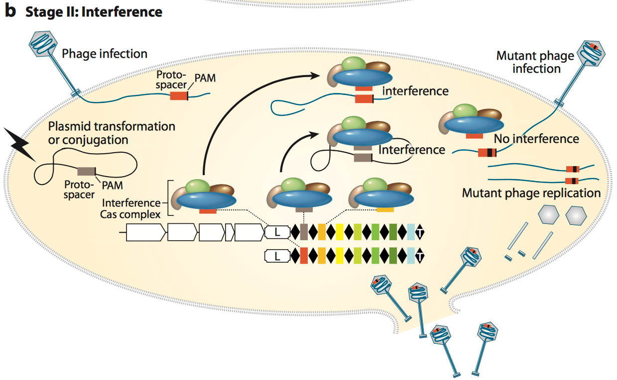 详解CRISPR/Cas系统与其应用 - 知乎