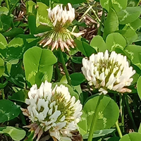 关于近视验光中NRA／PRA的意义和价值 - 知乎