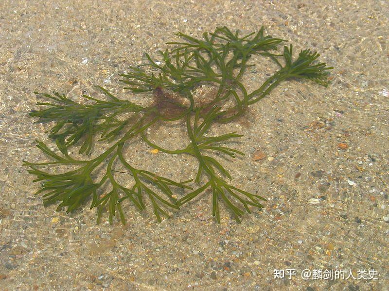 【地球生物全系列——从单细胞到人类】绿藻门—石莼纲 - 知乎