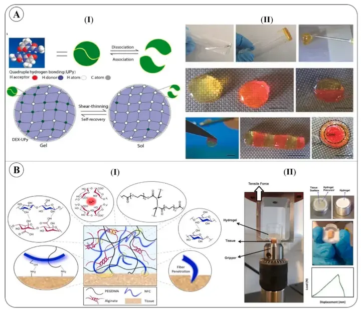 《Bioact. Mater.》综述：关节软骨再生水凝胶设计进展的全面综述 - 知乎