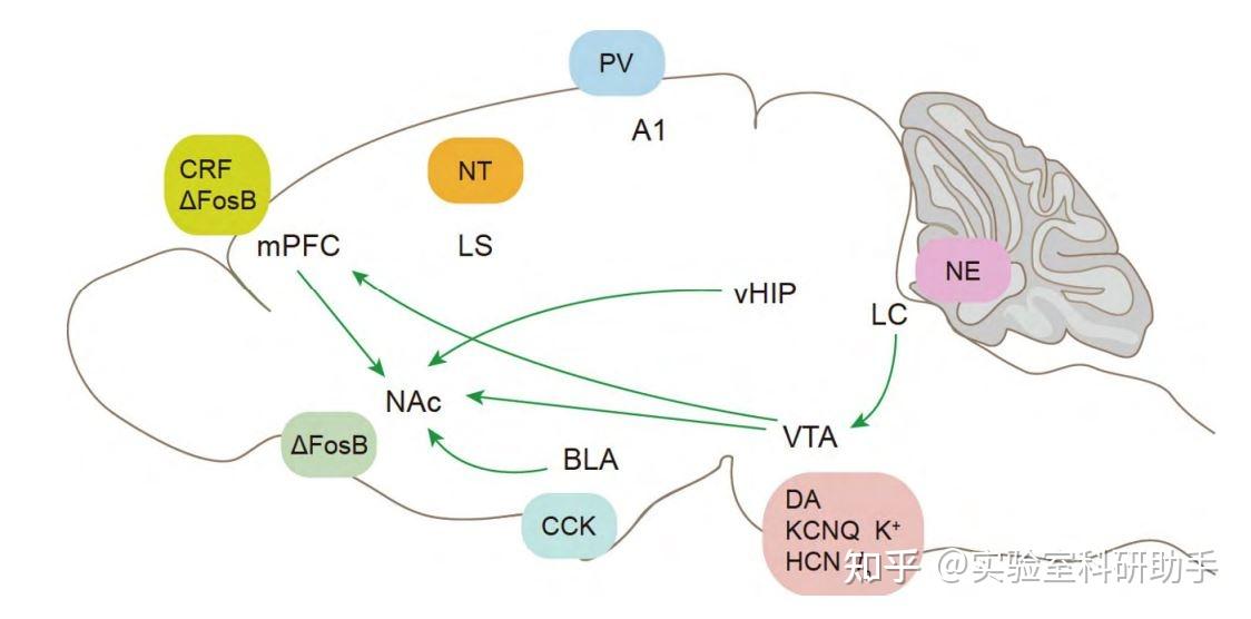 啮齿动物慢性社交挫败应激模型（CSDS）建立与评估 - 知乎