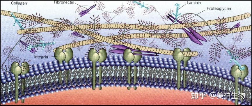 细胞外基质（ECM）包含哪些成分？ - 知乎