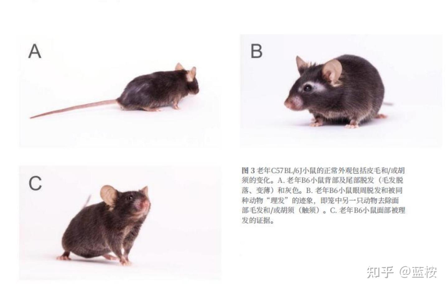 用于研究的老龄 C57BL/6J 小鼠—JAX - 知乎