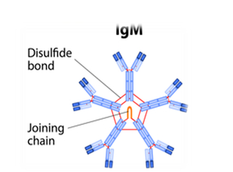 IgM-最大抗体结构与功能 - 知乎