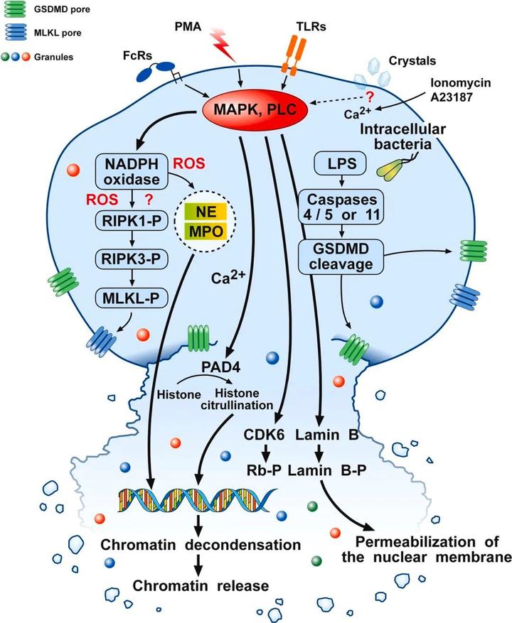 癌症中的中性粒细胞胞外诱捕网（NETs），3幅图入门！ - 知乎