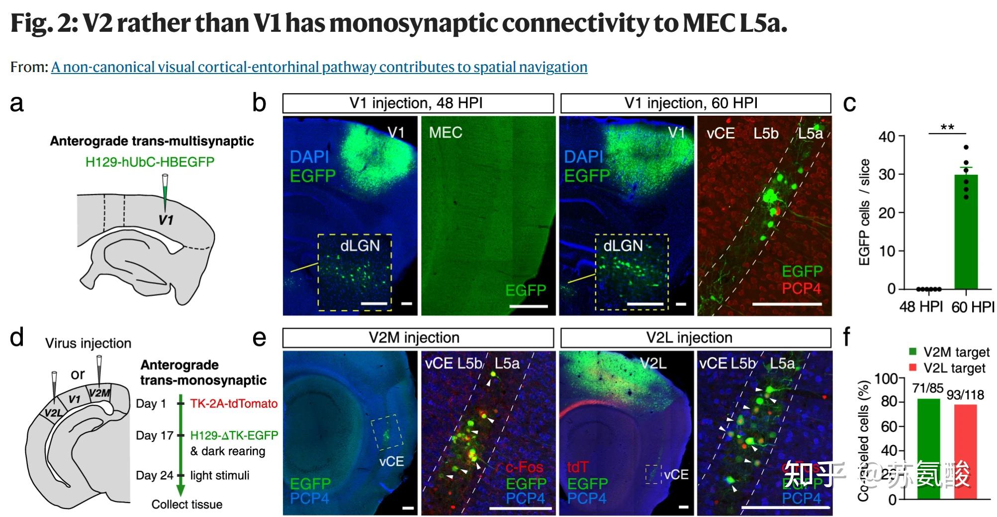 研究神经回路的方法都有啥？ - 知乎
