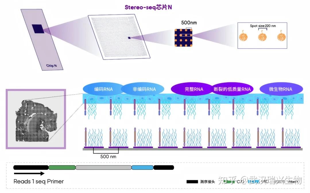华大时空转录组Stereo-seq FFPE解决方案 | 全物种全转录组全景解析 - 知乎