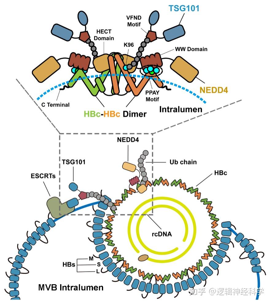 PLOS Pathog︱病毒学国家重点实验室夏宇尘课题组揭示乙肝病毒通过多泡体出胞的分子机制 - 知乎