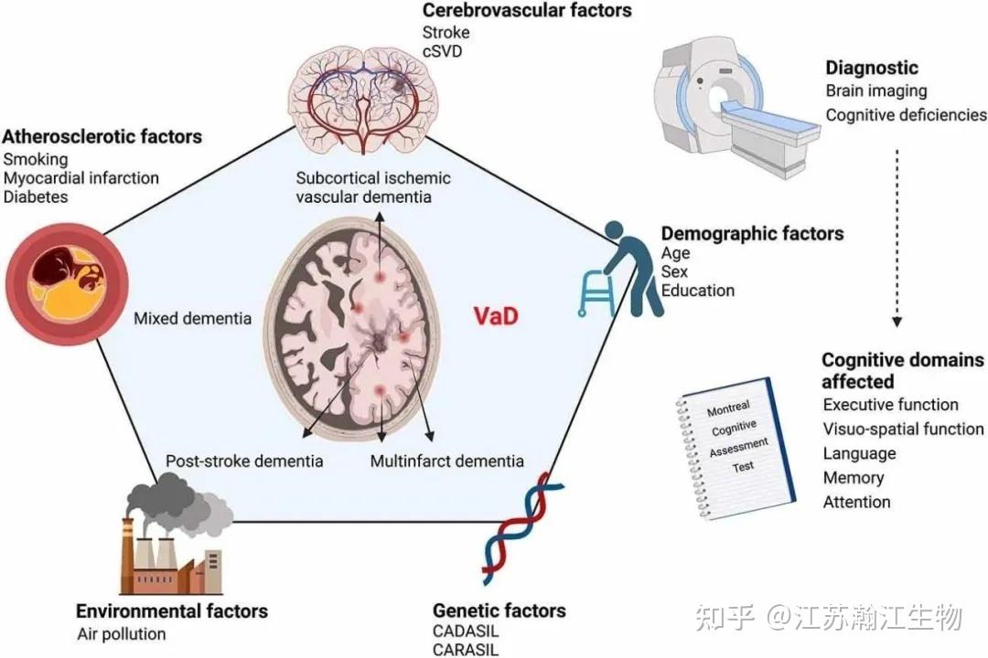 大鼠慢性脑缺血2VO模型——双侧颈总动脉持久性结扎 - 知乎