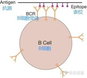 免疫系统是如何工作的——第三讲 B细胞和抗体 - 知乎
