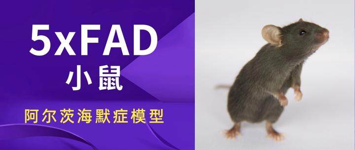 5xFAD小鼠|AD模型 - 知乎