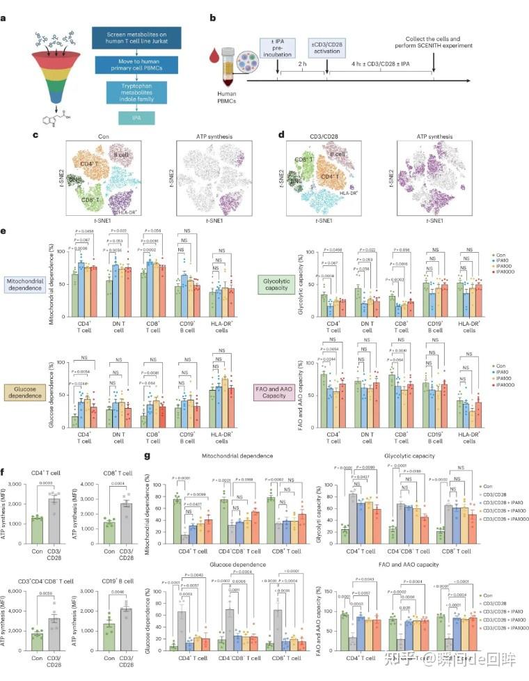 【Nature子刊】蛋白+代谢组｜肠道微生物代谢产物 IPA：重编程 CD4+ T 细胞代谢，开启抗炎新机制 - 知乎