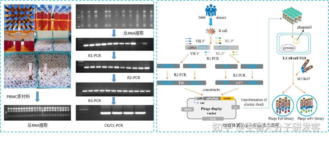 关注 I 从天然全人源scFv抗体库中分离鉴定CD20 - 知乎