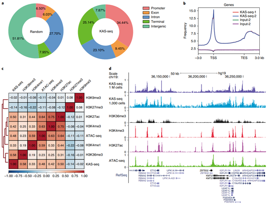 干货分享 | 诺奖表观应用技术之KAS-seq助力转录活性调控研究 - 知乎