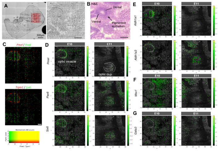 Cell | 高分辨空间组学技术 - 知乎