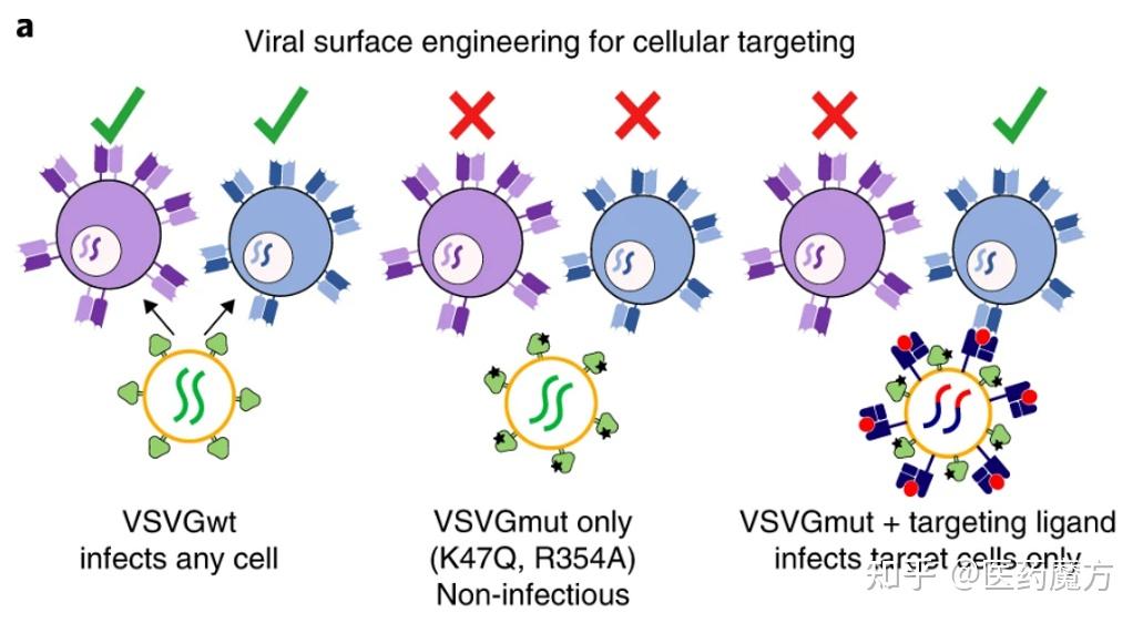 Kelonia Therapeutics：新一代LVV技术加持，让体内CAR-T走进现实 - 知乎