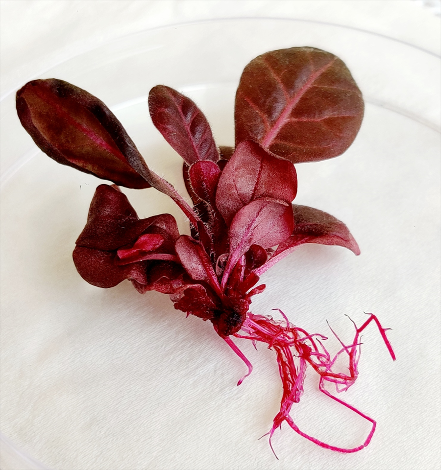 RUBY报告系统 | 一种新的可直接通过肉眼观察植物组织累积红色甜菜碱的报告系统 - 知乎