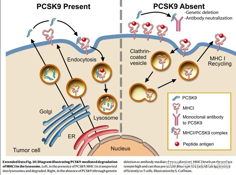 信达生物PCSK-9抑制剂获批上市，国产化进程加速 - 知乎