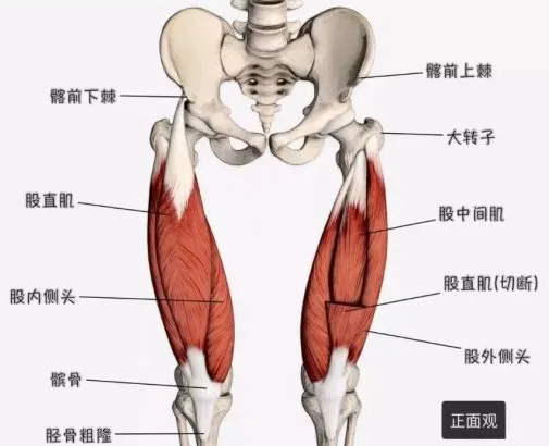 认识股四头肌 - 知乎