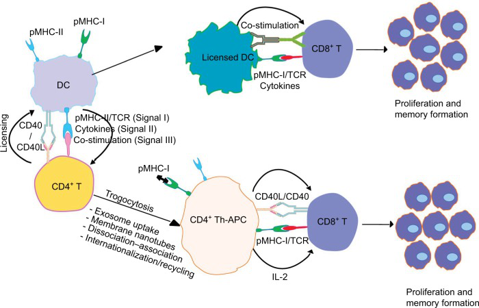 课代表上线：抗体药物研发又一热点——CD40 - 知乎