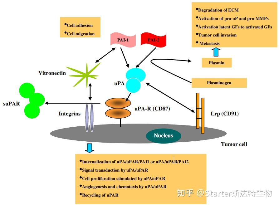 uPAR/CD87：肿瘤微环境中的‘多面手’ - 知乎